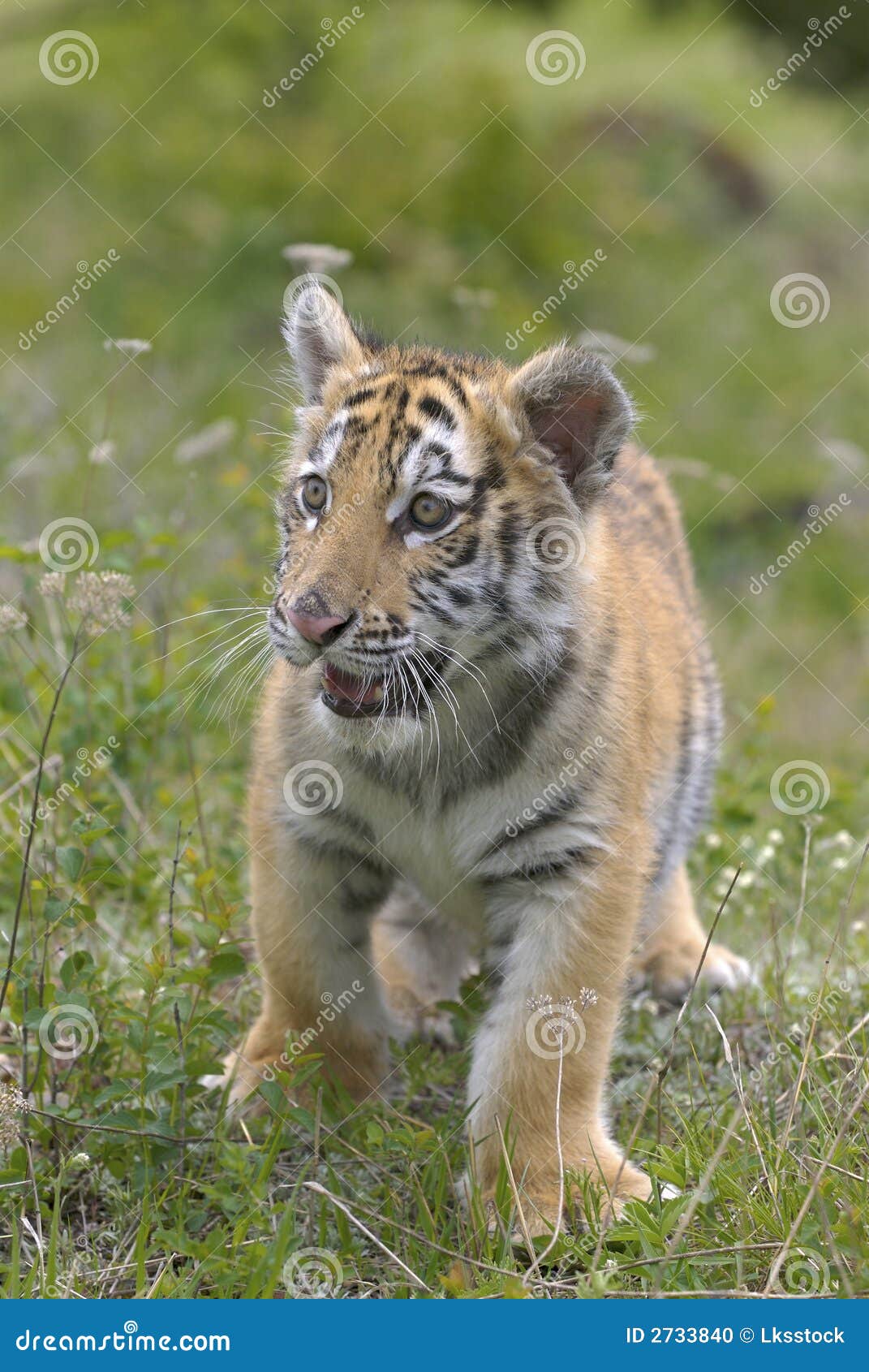 Siberian Tiger Cub stock photo. Image of curious, juvenile - 2733840