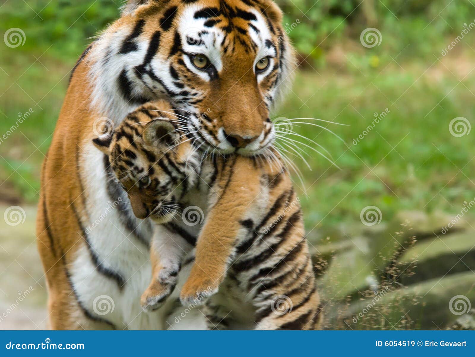Siberian Tiger With Cub Royalty Free Stock Images - Image: 6054519