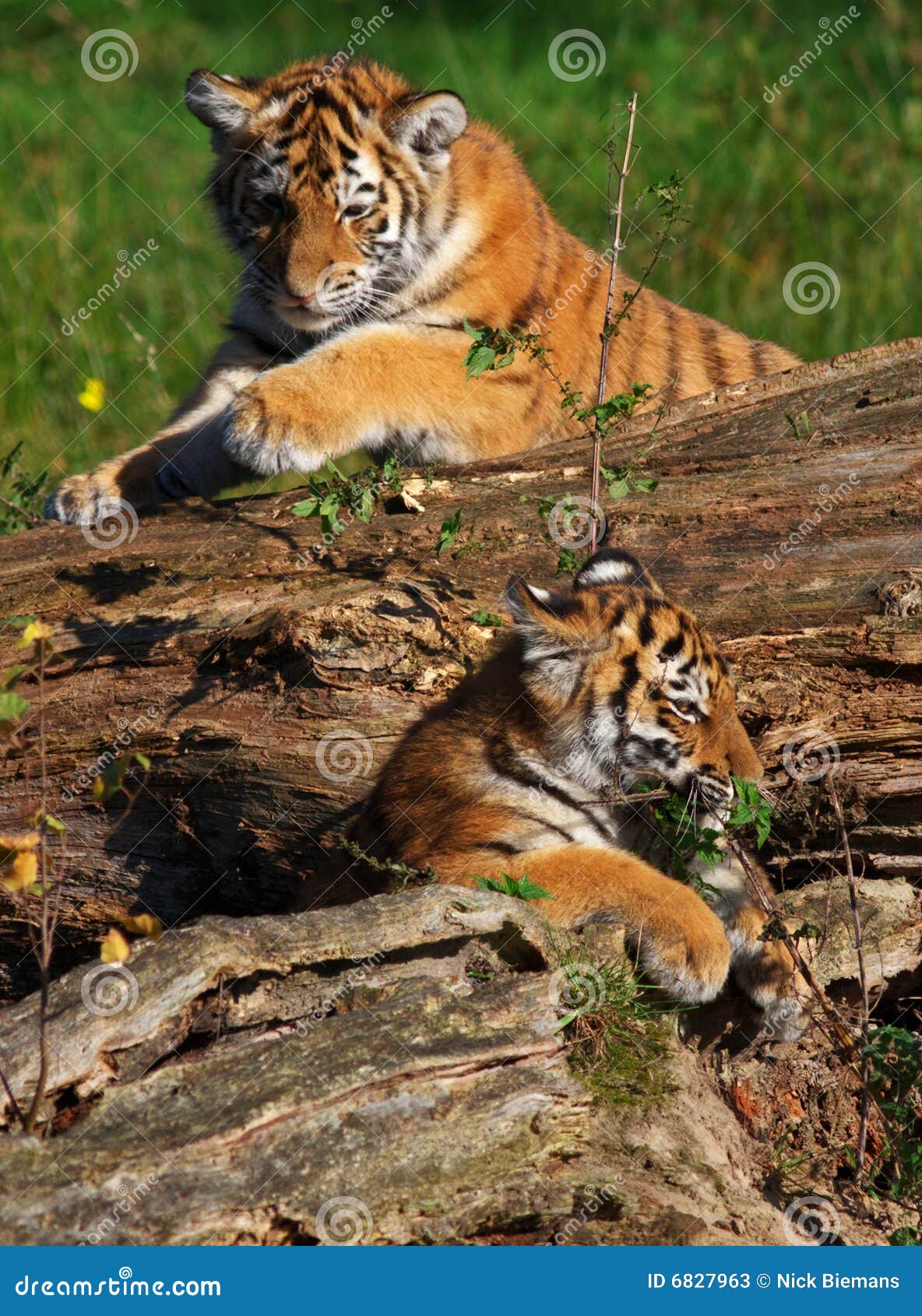 Siberian tiger cubs stock image. Image of feline, playful - 6827963