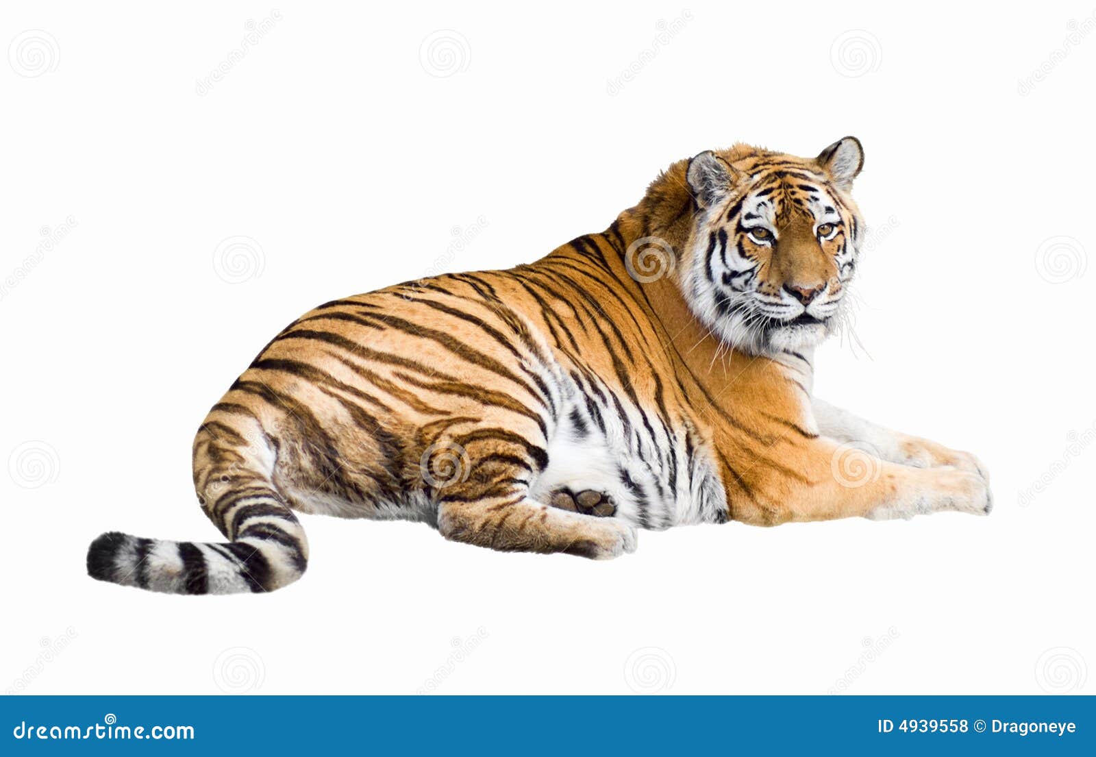 Siberian tiger cutout stock photo. Image of wildlife, isolated - 4939558