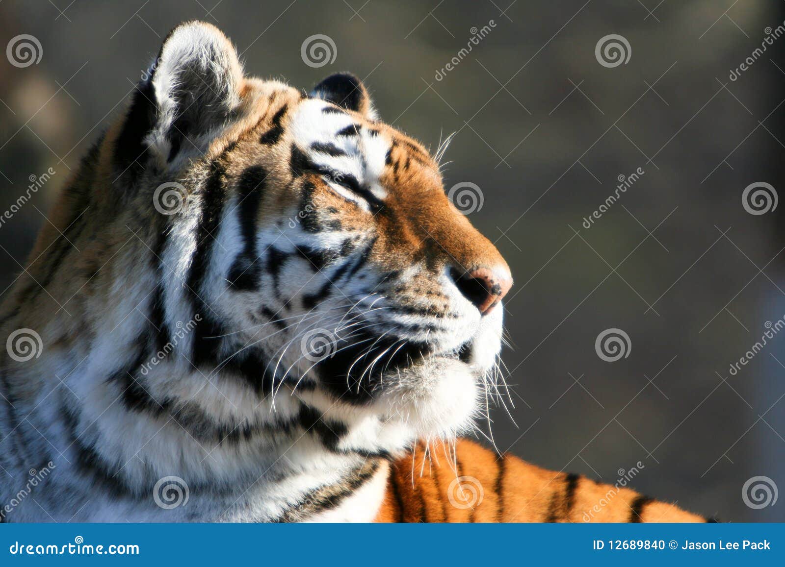 Siberian Tiger Deep in Thought Stock Photo - Image of emotion, canadian ...