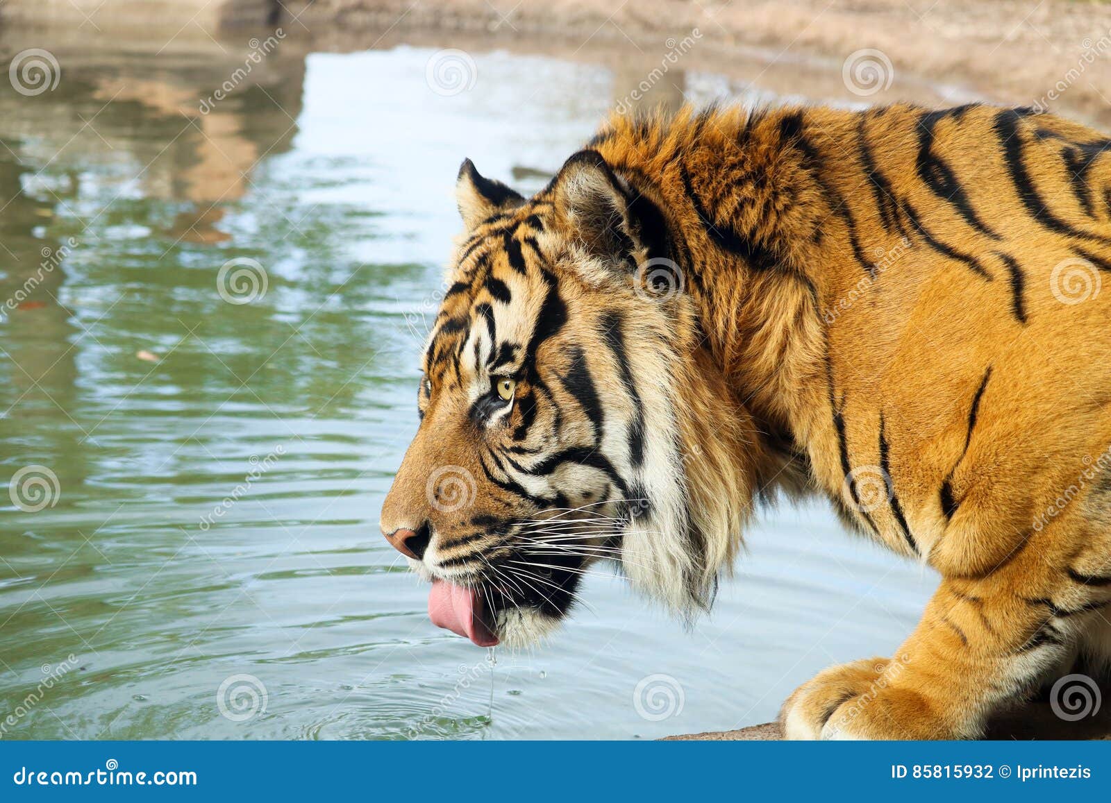 Siberian Tiger Drinking Water Stock Photo - Image of green, beast: 85815932