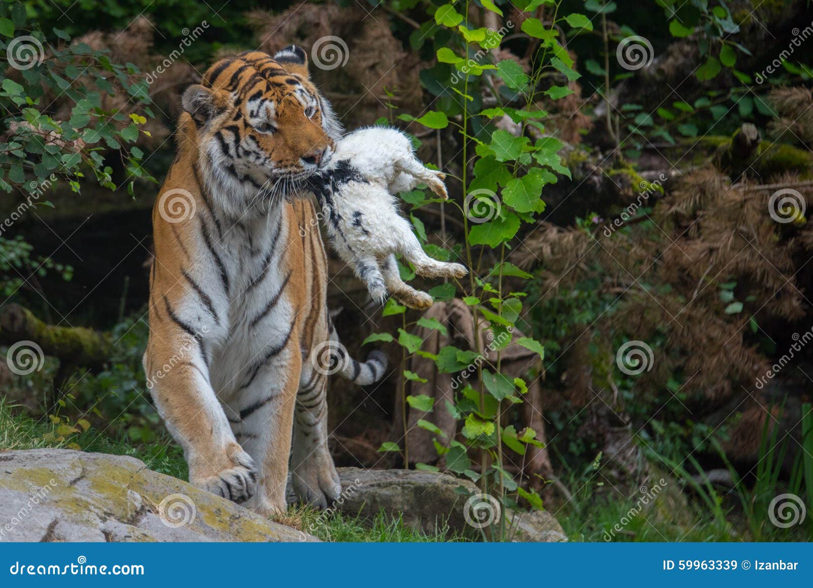 Siberian Tigers Eating