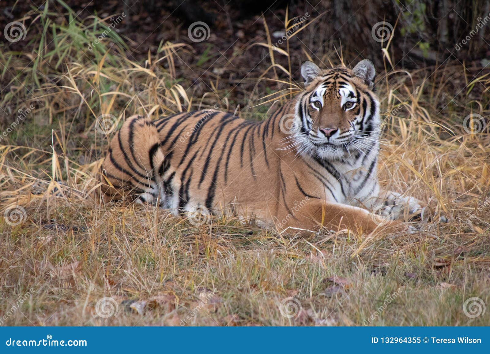 Siberian Tiger in the Fall stock image. Image of animal - 132964355