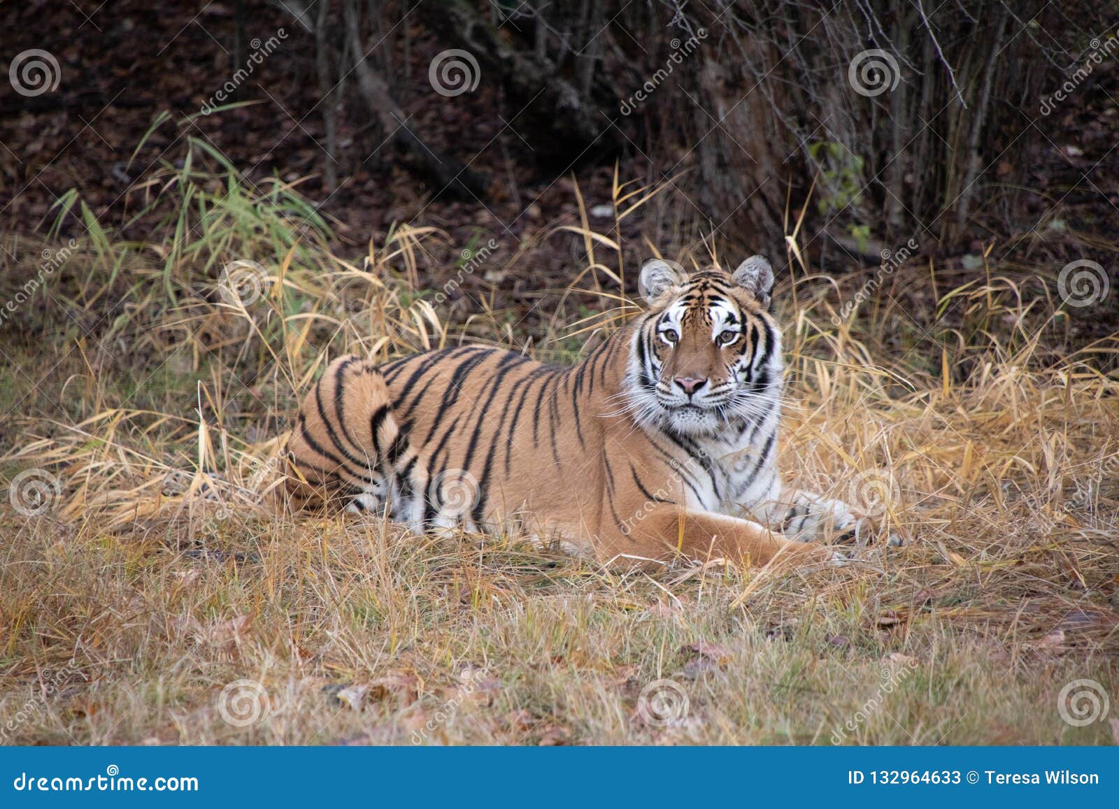 Siberian Tiger in the Fall stock image. Image of wildcat - 132964633