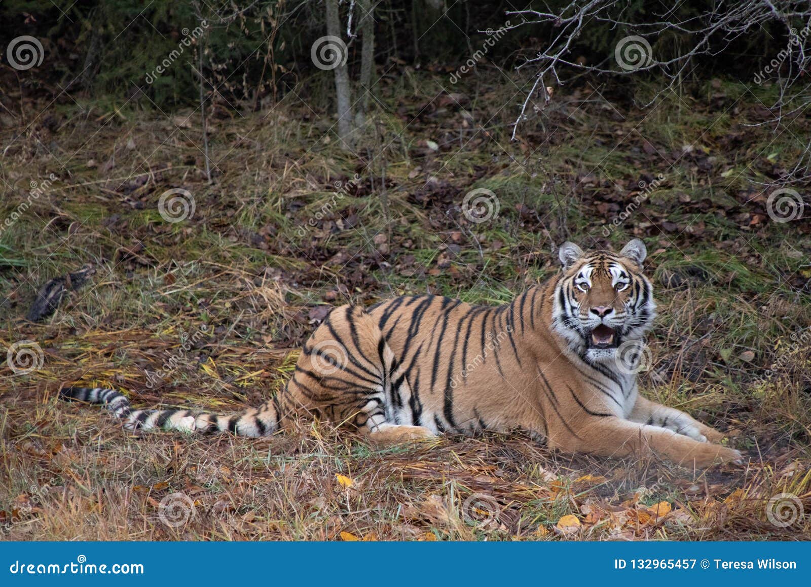 Siberian Tiger in the Fall stock image. Image of feline - 132965457