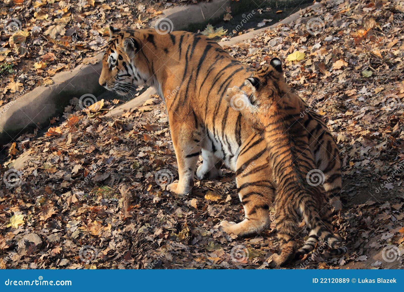 Siberian tiger family stock image. Image of tigris, autumn - 22120889