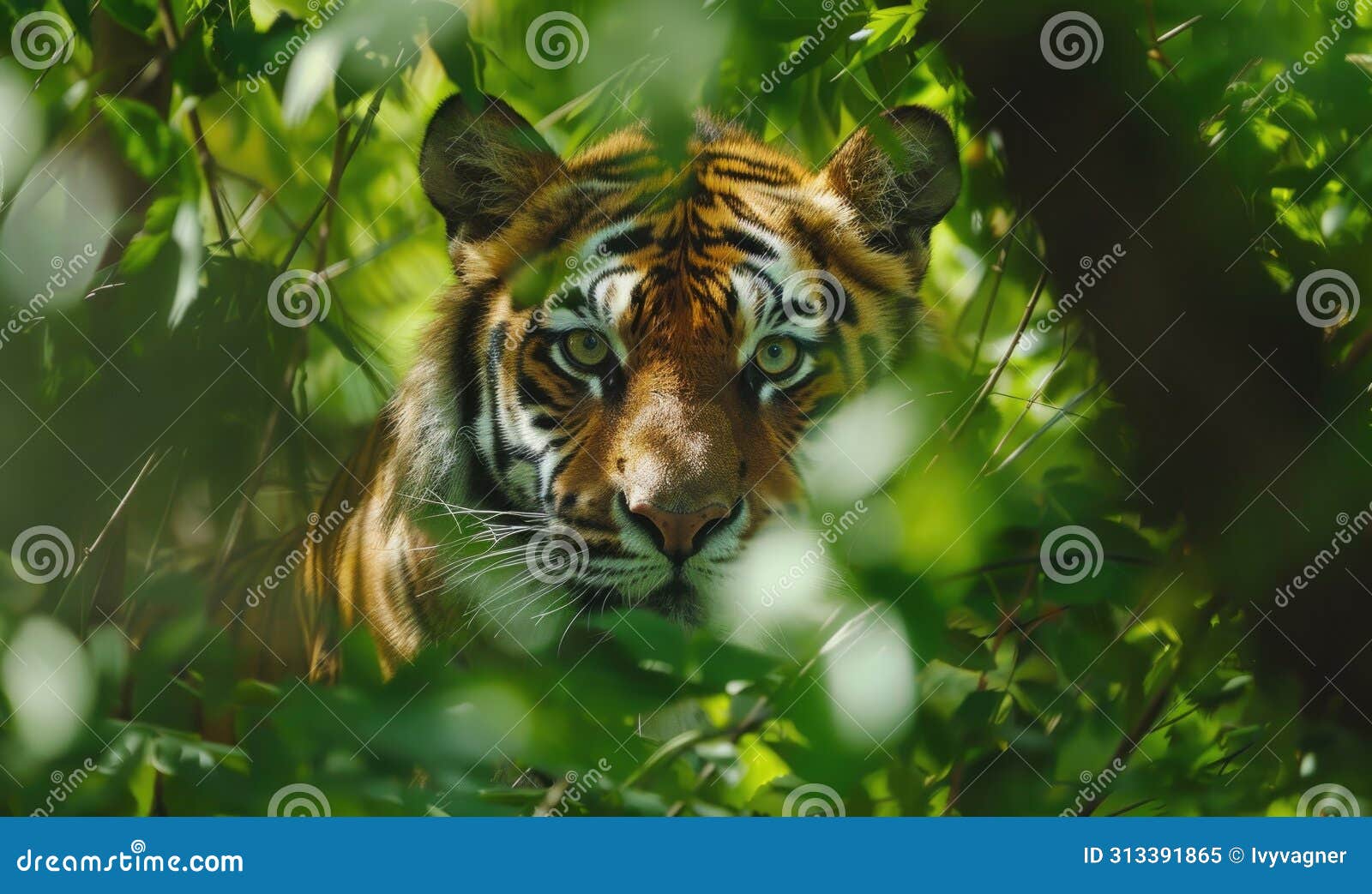 The Siberian Tiger in the Forest Stock Image - Image of forest ...