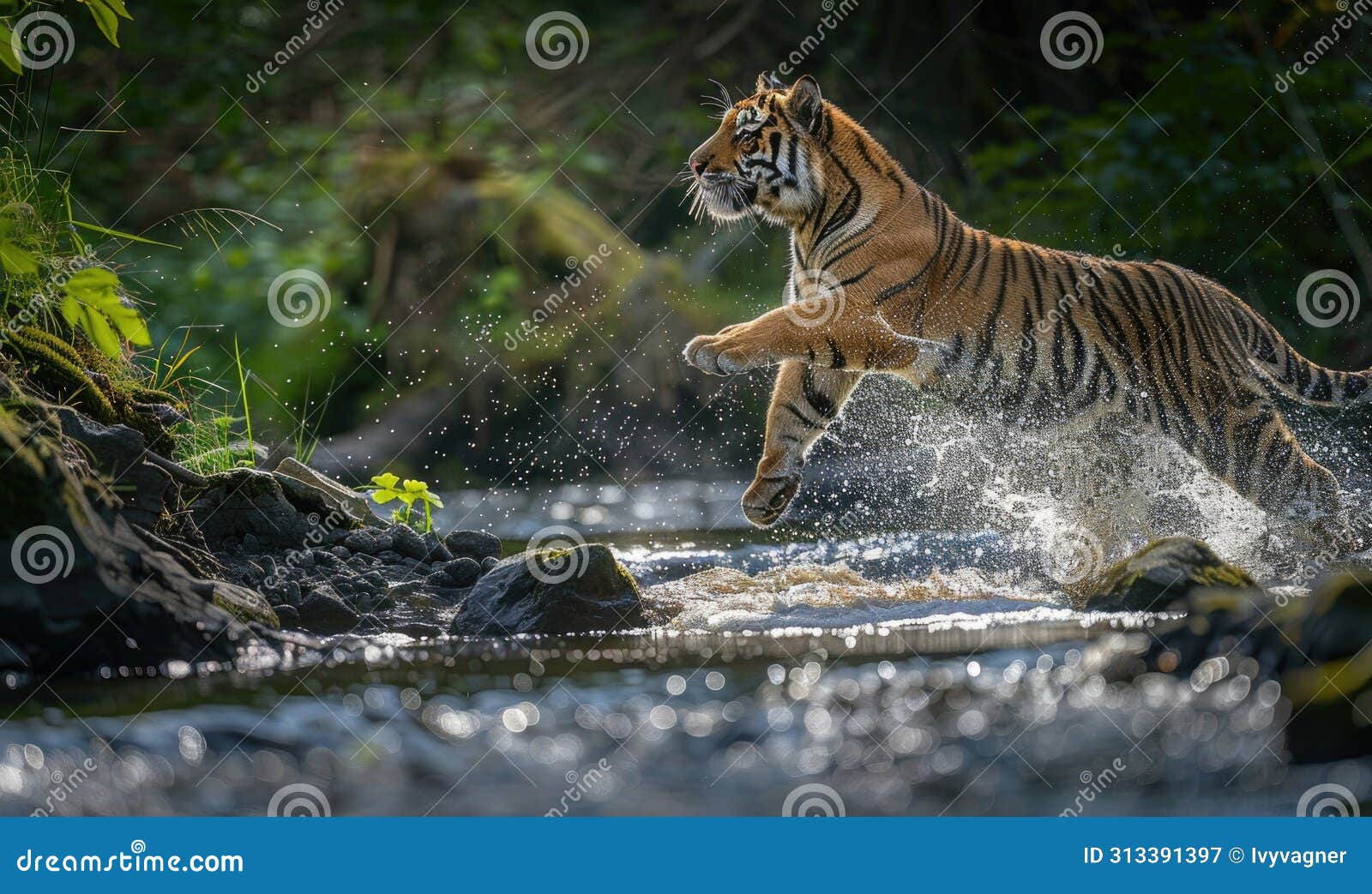Siberian Tiger in the Forest River Stock Image - Image of hunter, tiger ...