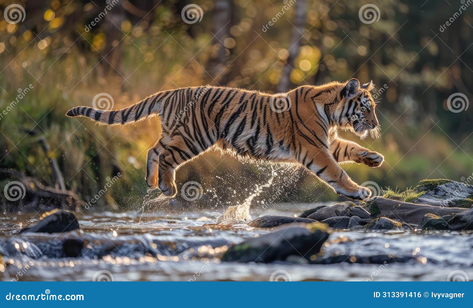 Siberian Tiger in the Forest River Stock Photo - Image of tiger, russia ...