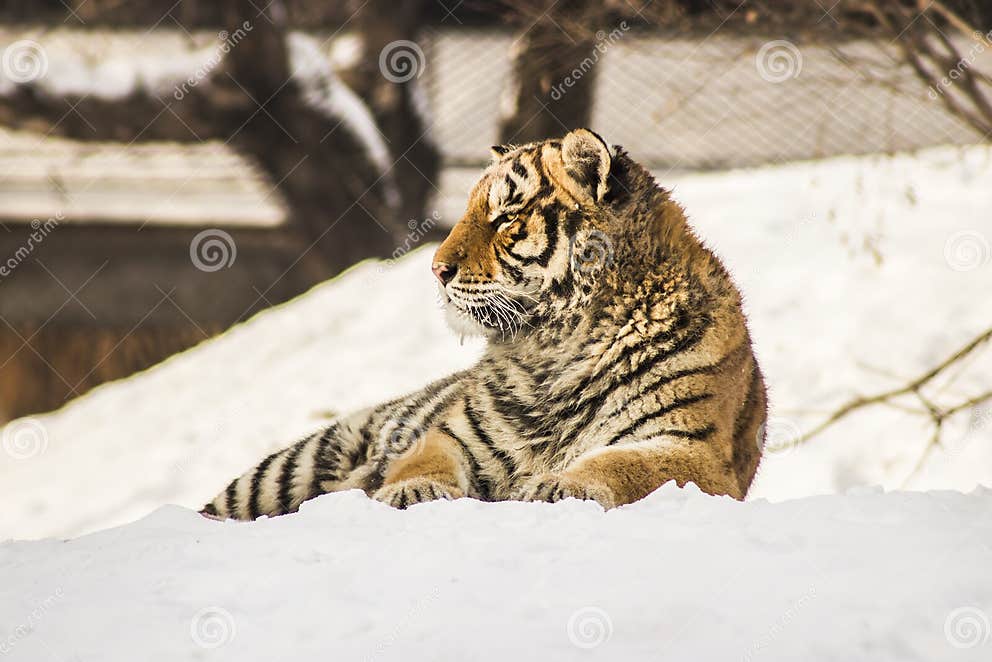 Siberian Tiger in Harbin China Stock Photo - Image of hunter, front ...