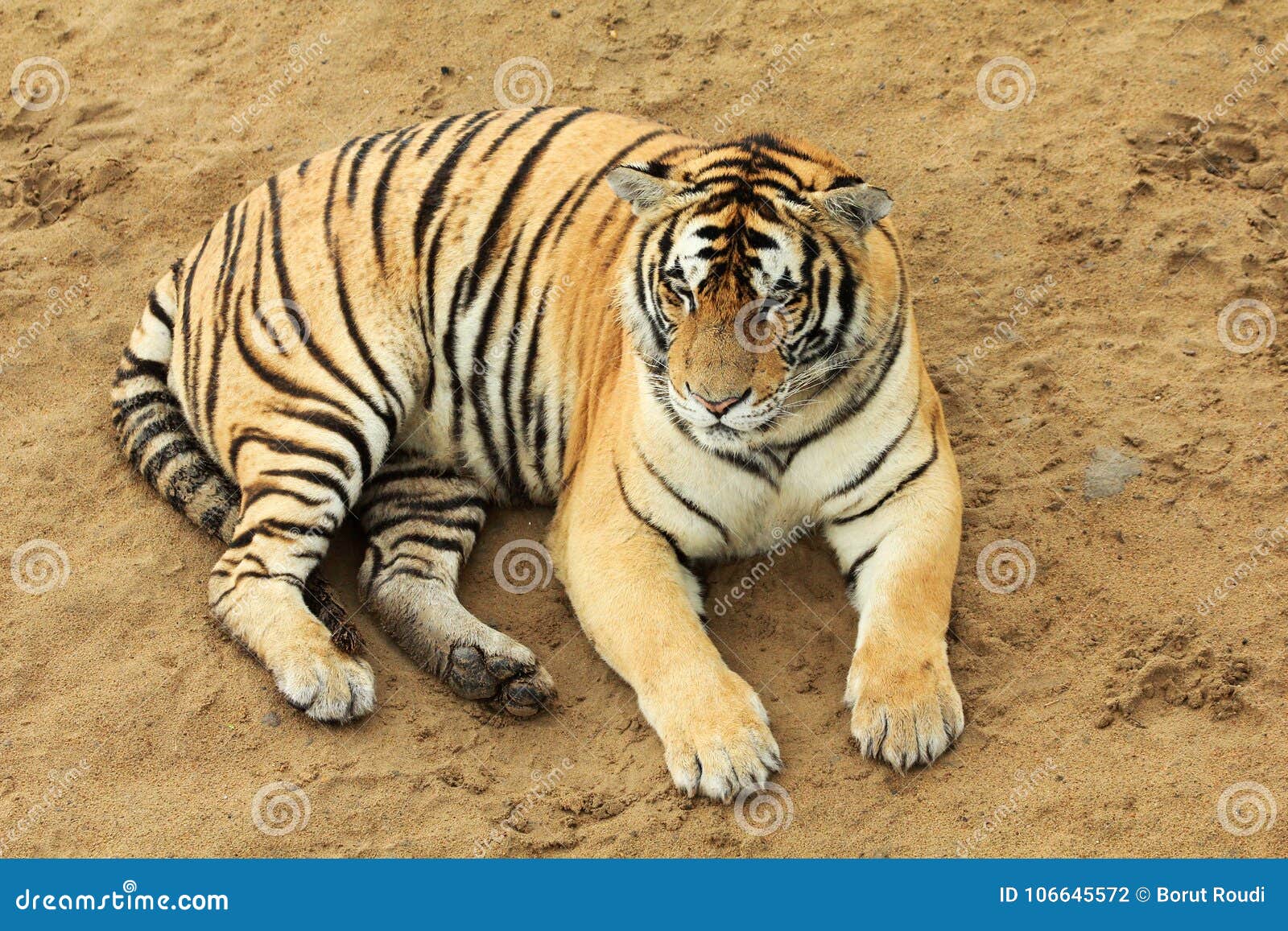Siberian tiger have a rest stock photo. Image of portrait - 106645572