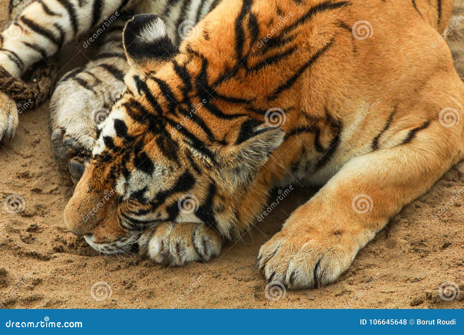 Siberian tiger have a rest stock photo. Image of resting - 106645648