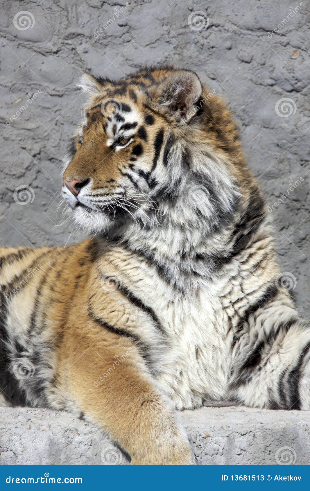 Siberian tiger head stock image. Image of stripes, animals - 13681513