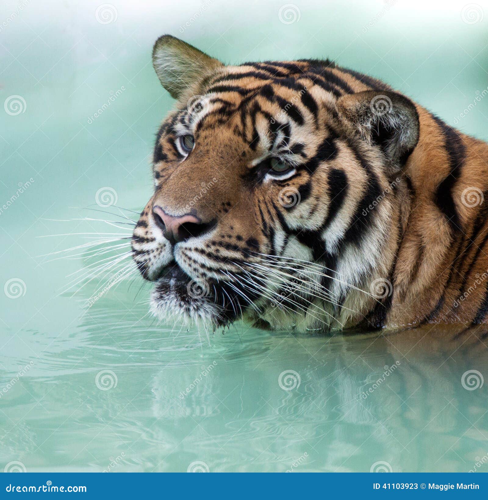 Siberian Tiger Head and Shoulders Stock Image - Image of open, nature ...