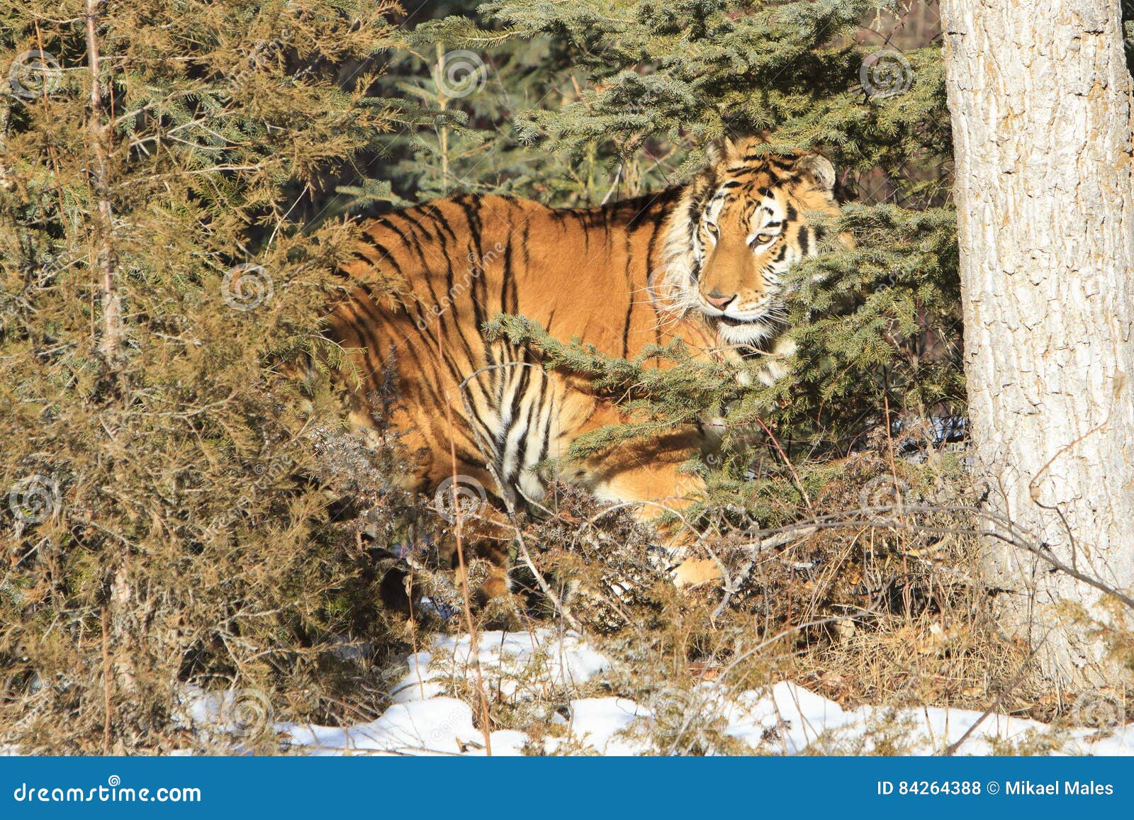 Siberian Tiger Hiding in Brush Stock Photo - Image of fixed, attractive ...