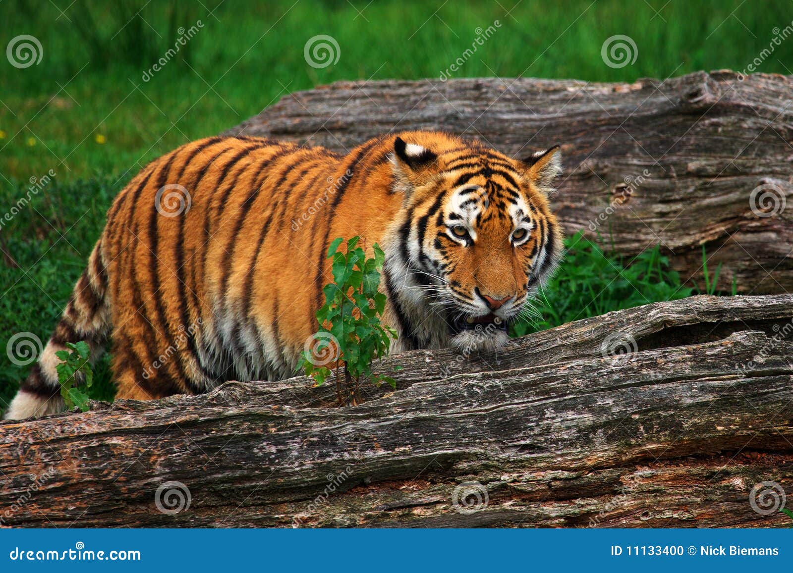 Siberian Tiger Hiding between Two Fallen Trees Stock Photo - Image of ...
