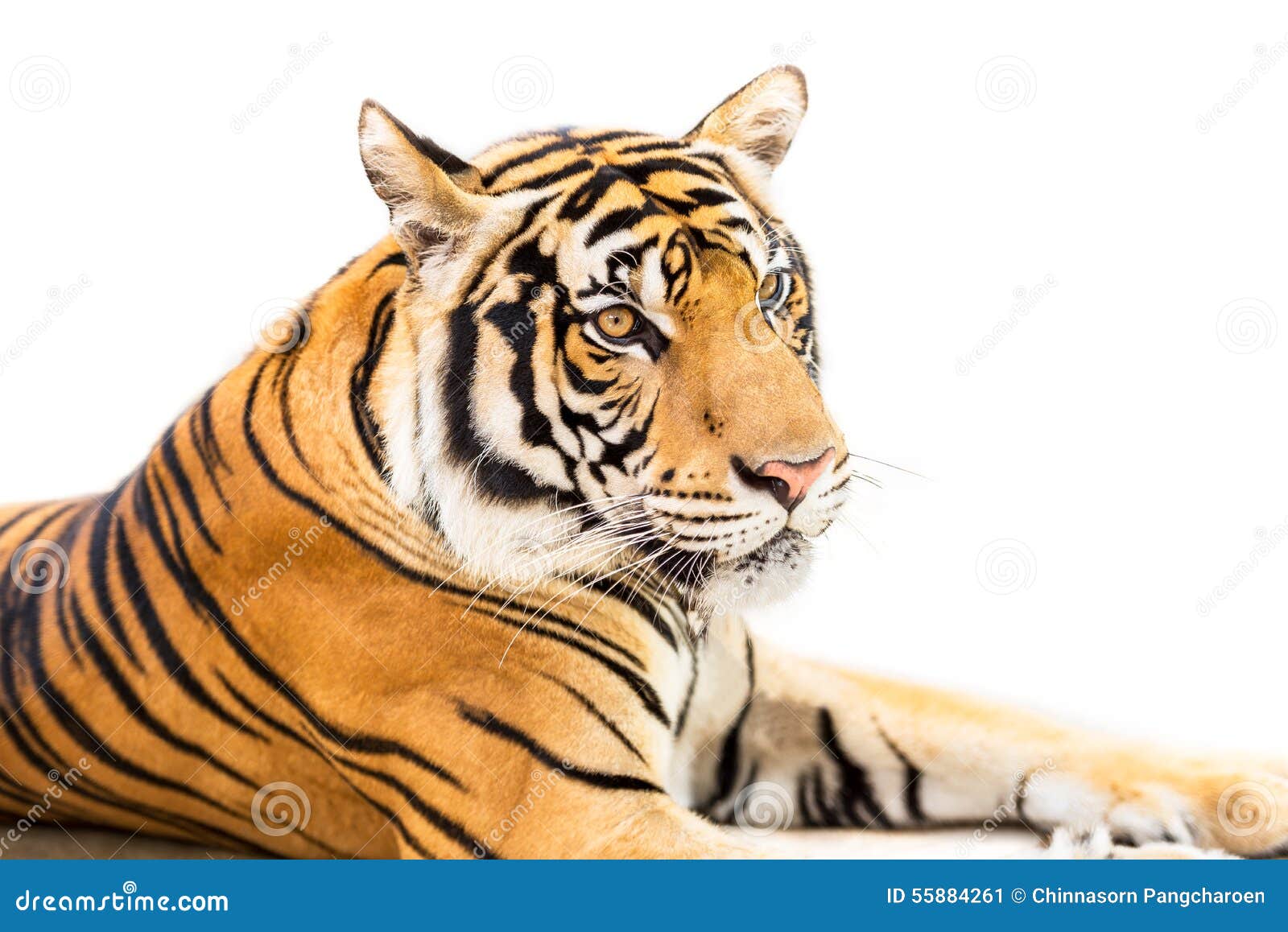 181 Siberian Tiger Crouching Stock Photos - Free & Royalty-Free Stock ...