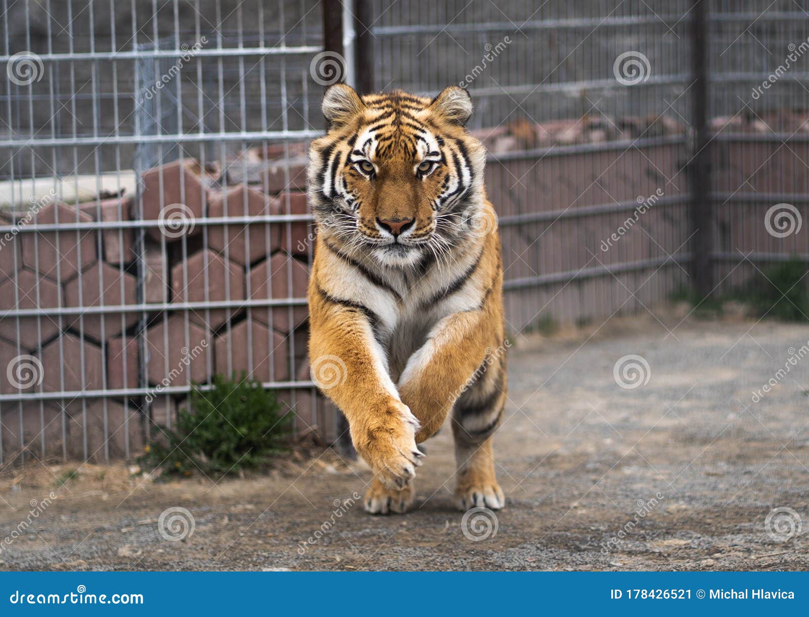 Siberian Tiger is Jumping and Ready To Attack. Siberian Tiger in the ...