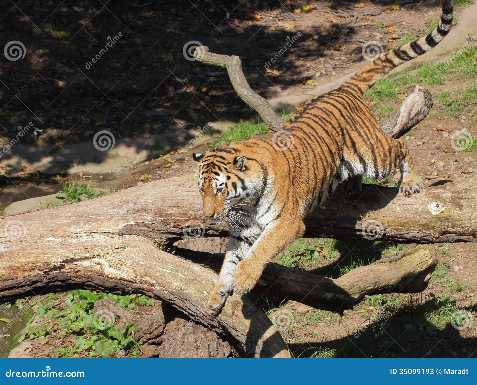 Tiger Leaping