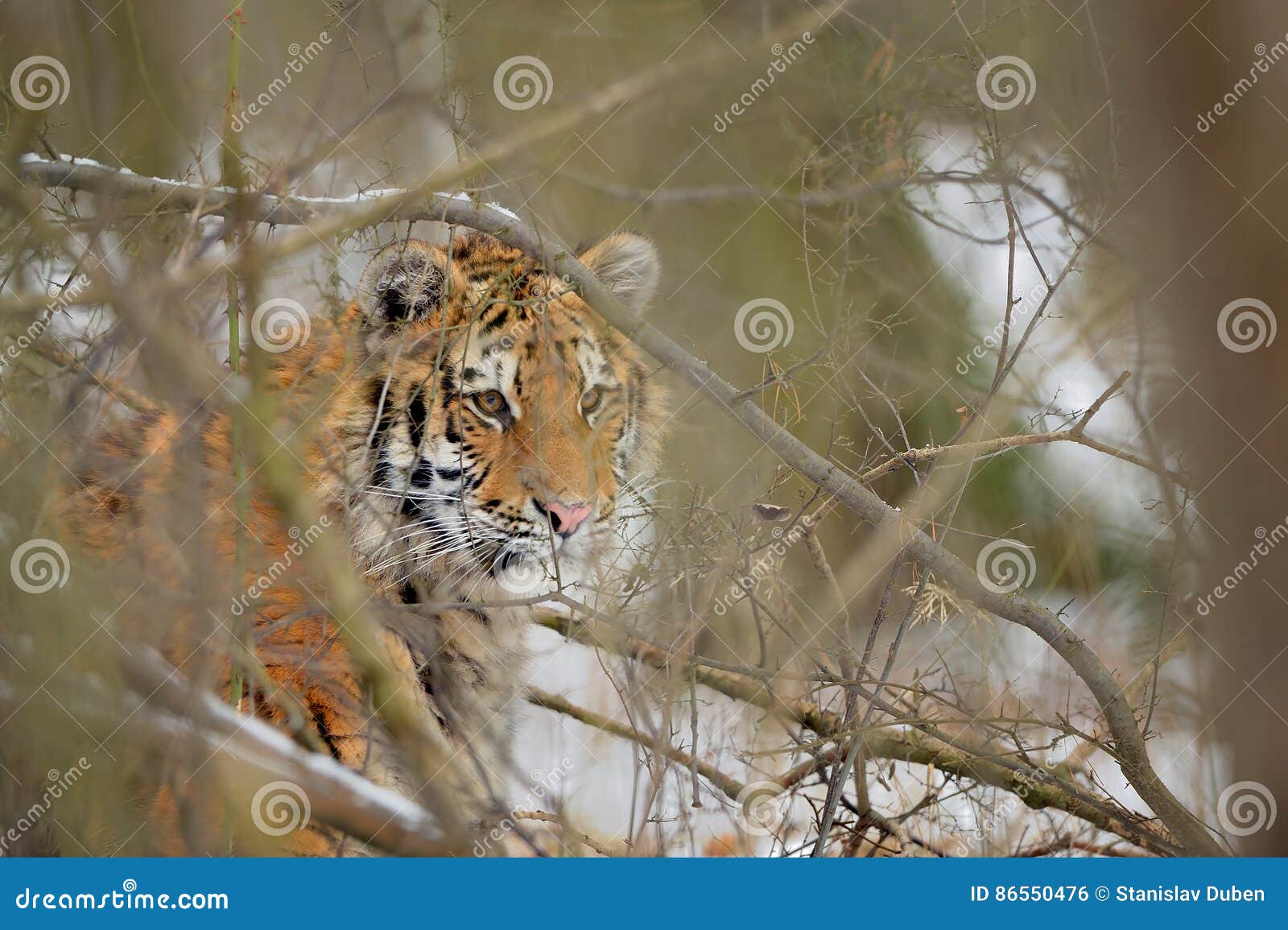 Siberian Tiger Looking through Bush in Winter Time Stock Photo - Image ...