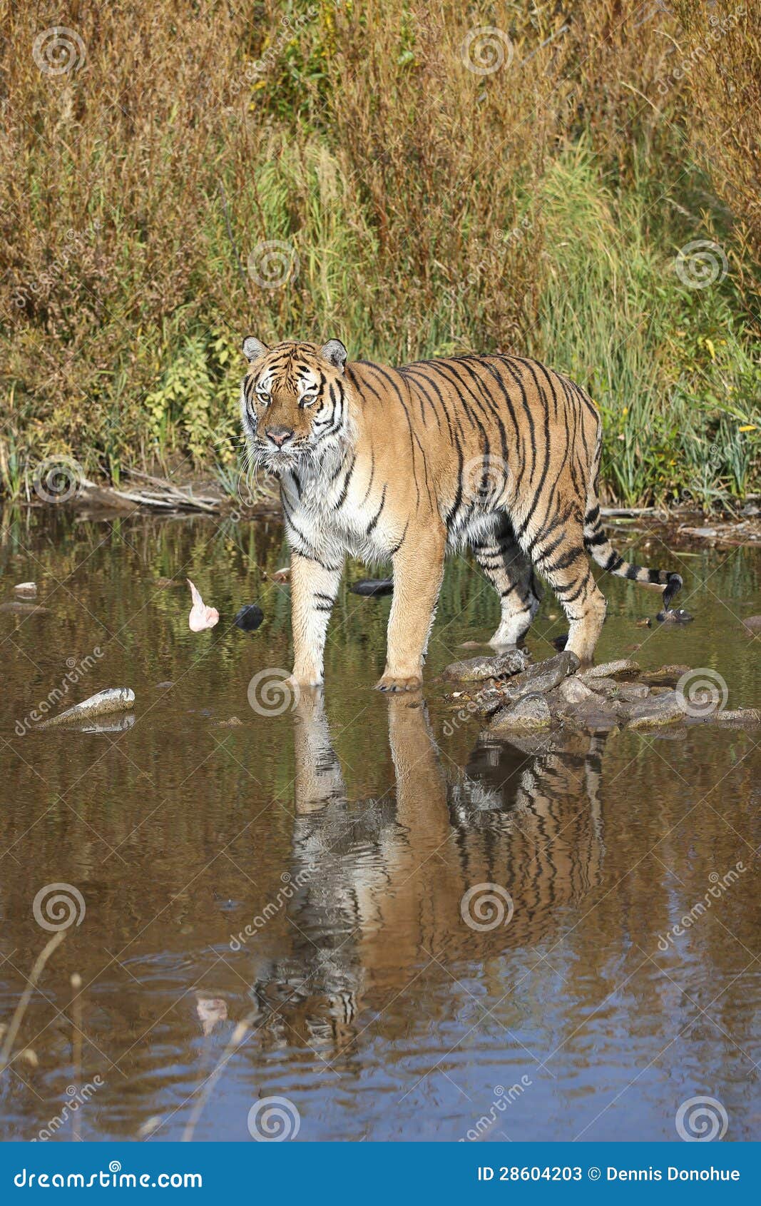 Siberian Tiger Near Mountain Stream Stock Image - Image of hunt, blood ...