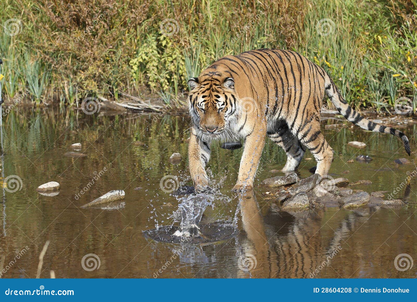 Siberian Tiger Near Mountain Stream Stock Photo - Image of stripes ...