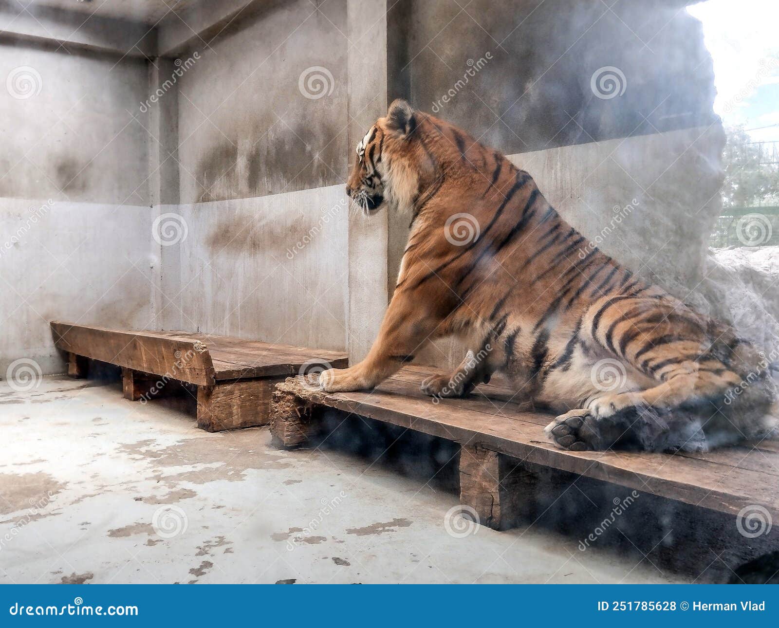 Siberian Tiger at Oradea Zoo, Romania Stock Photo - Image of feline ...