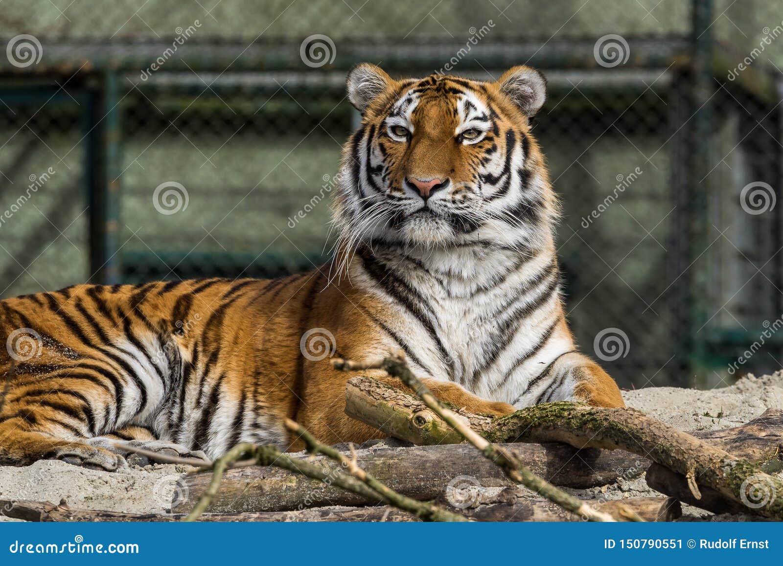 The Siberian Tiger,Panthera Tigris Altaica in the Zoo Stock Image ... The Siberian Tiger,Panthera Tigris Altaica in the Zoo Stock Image ...