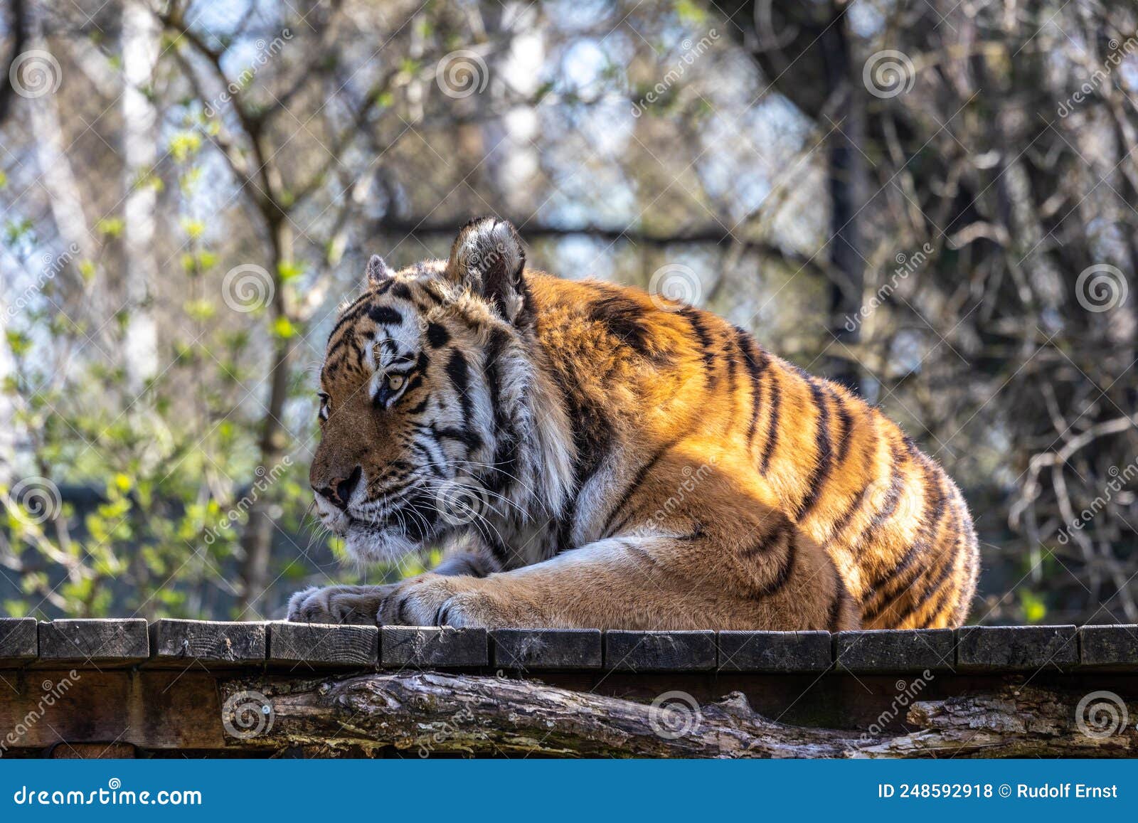 The Siberian Tiger,Panthera Tigris Altaica in a Park Stock Photo ... The Siberian Tiger,Panthera Tigris Altaica in a Park Stock Photo ...