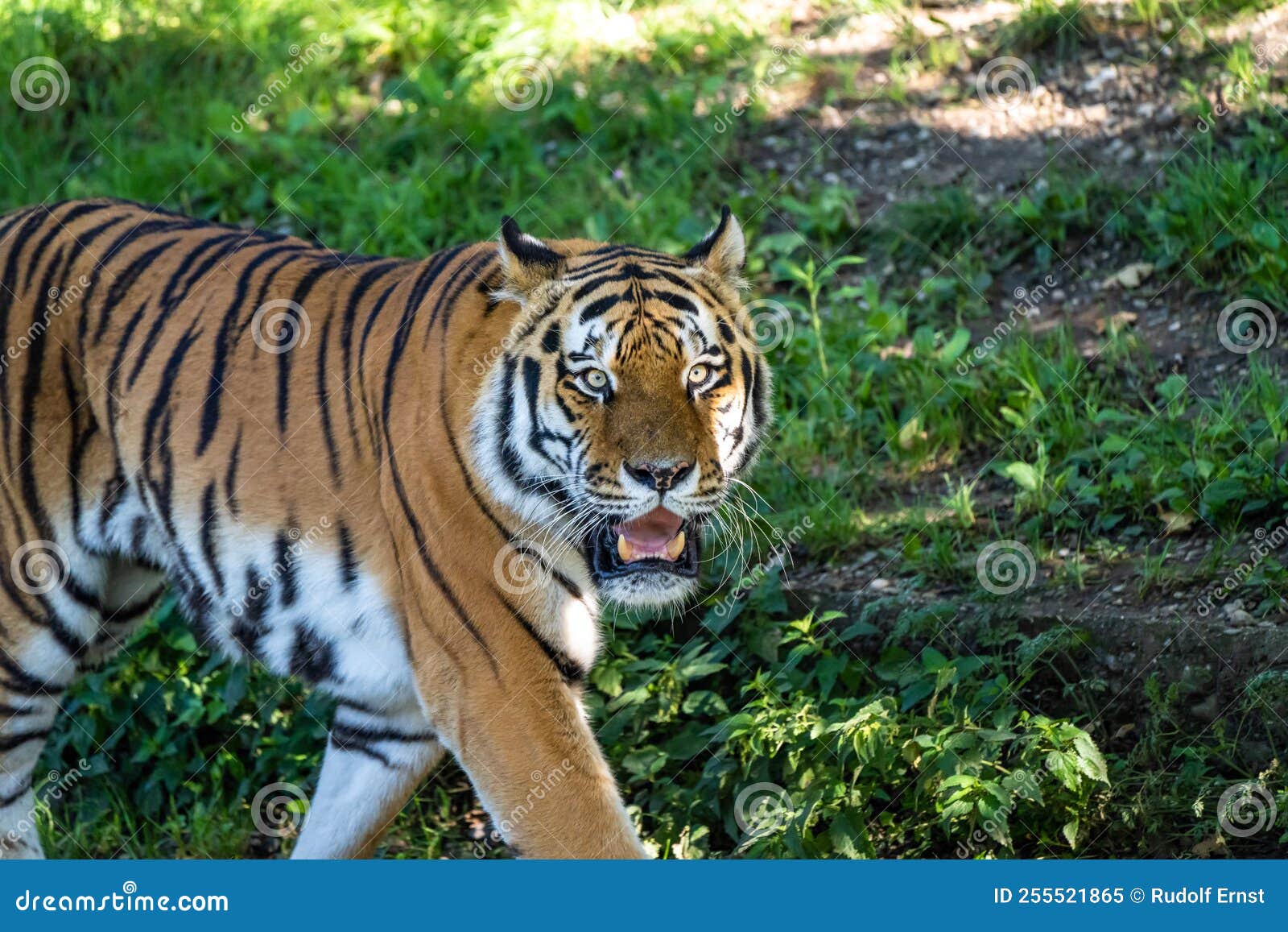 The Siberian Tiger,Panthera Tigris Altaica in a Park Stock Image ... The Siberian Tiger,Panthera Tigris Altaica in a Park Stock Image ...