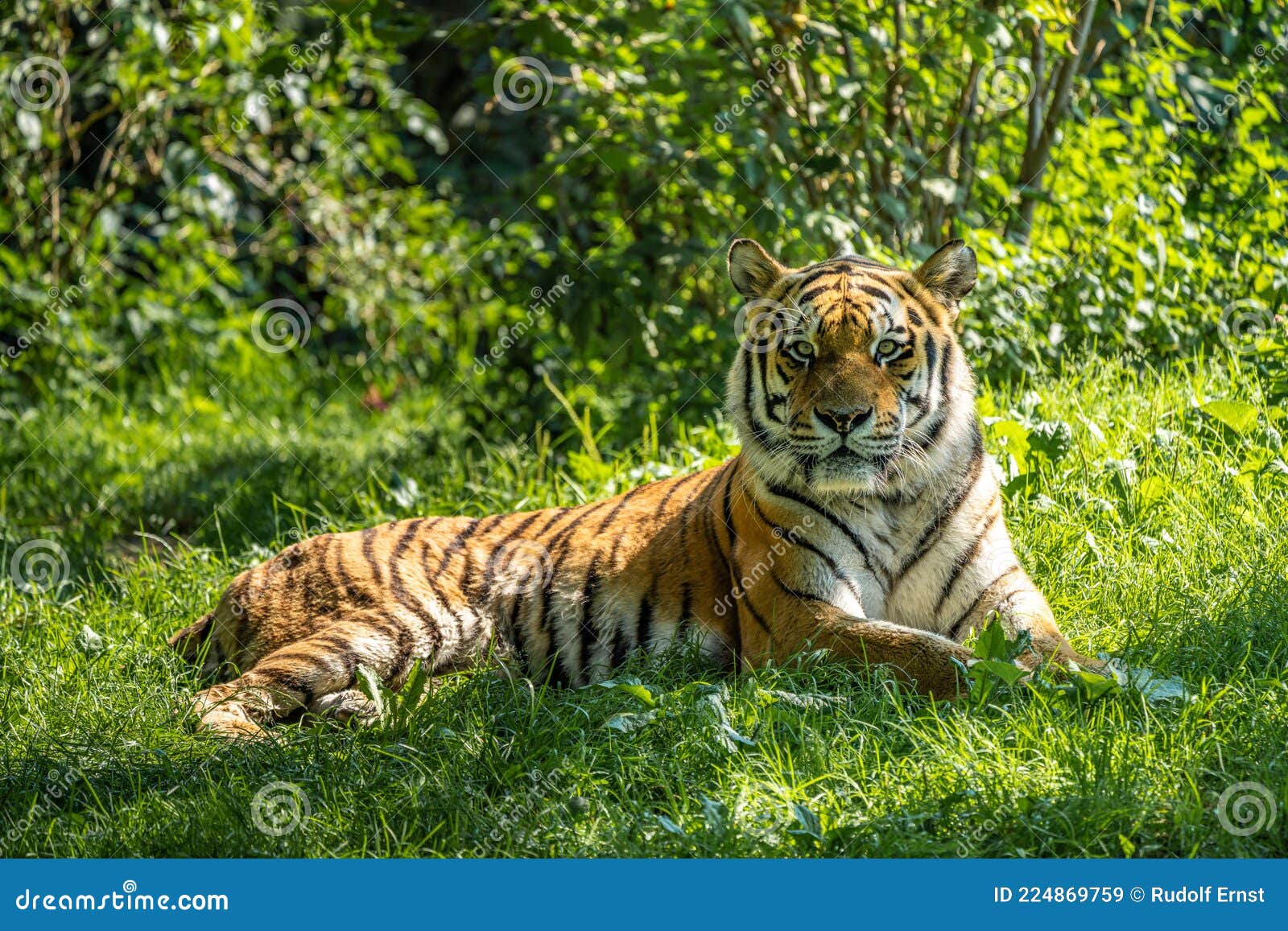 The Siberian Tiger,Panthera Tigris Altaica in a Park Stock Image ... The Siberian Tiger,Panthera Tigris Altaica in a Park Stock Image ...