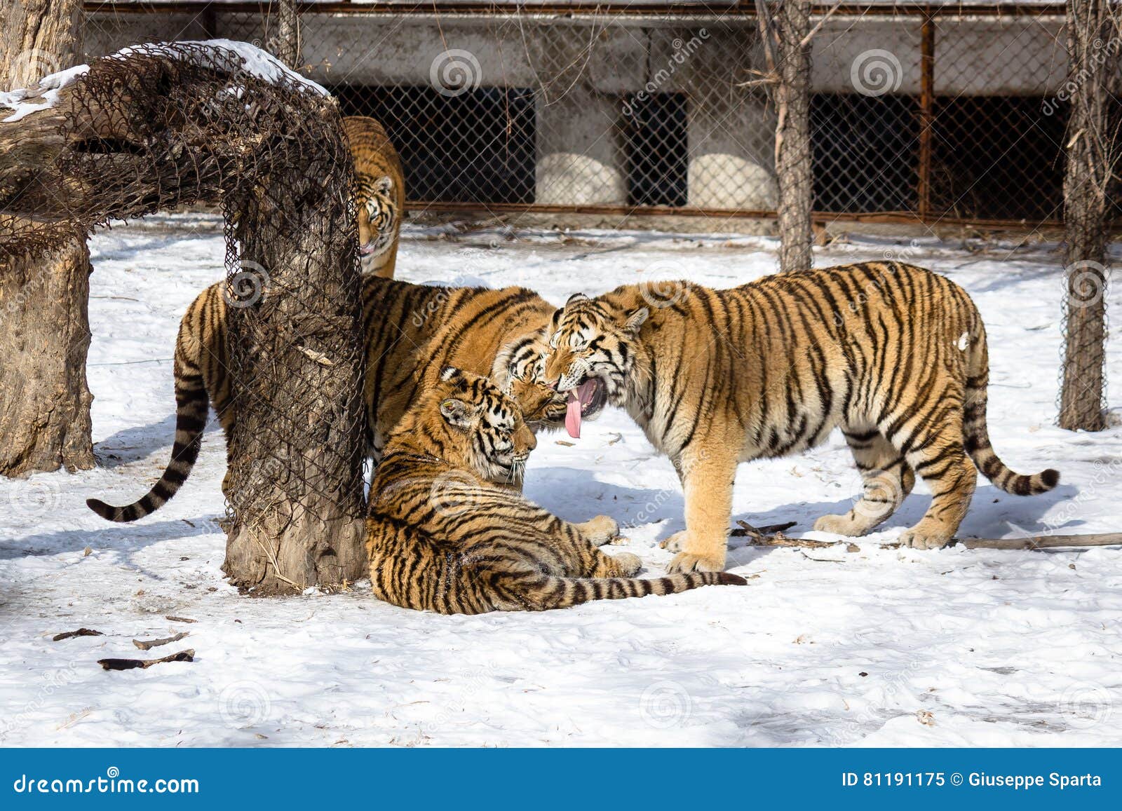 Siberian Tiger Park, Harbin, China Stock Image - Image of beautiful ...