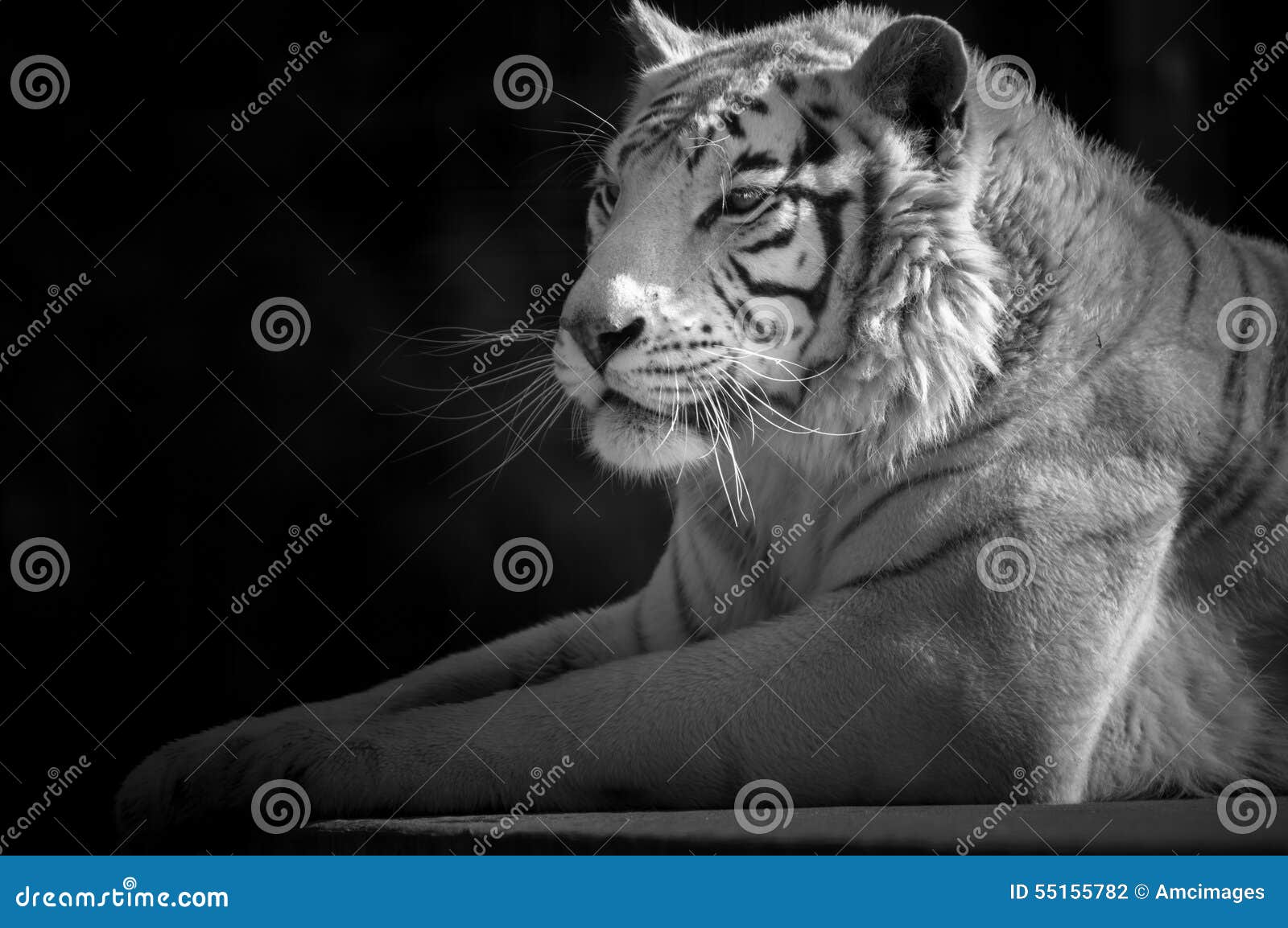 Siberian Tiger with Paws Stretched Out in Front Stock Photo - Image of ...