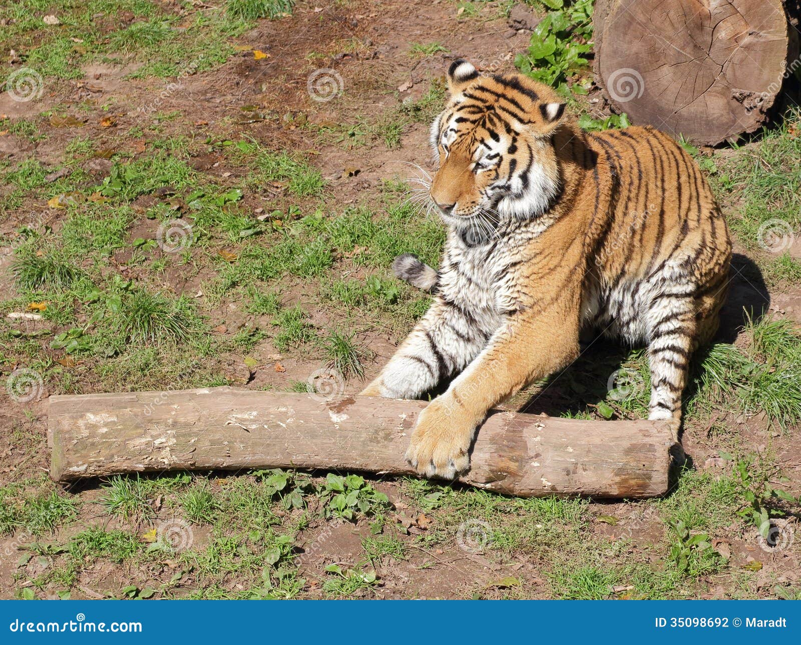 Siberian Tiger Playing - Front View Stock Photo - Image of head ...