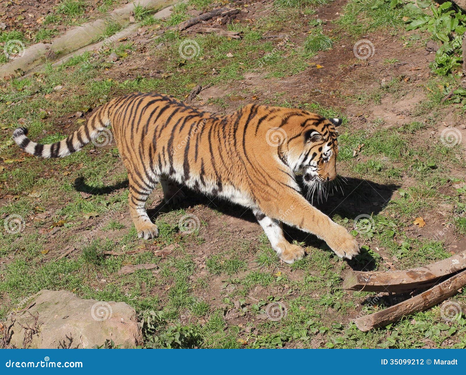 Siberian tiger playing stock photo. Image of tiger, grass - 35099212