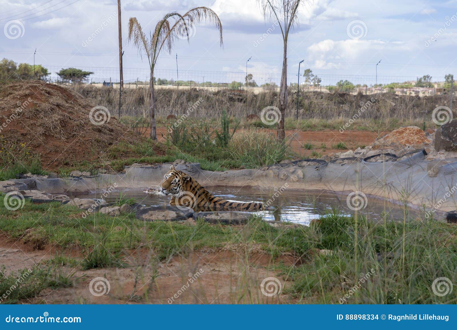 Siberian tiger in the pool stock photo. Image of endangered - 88898334