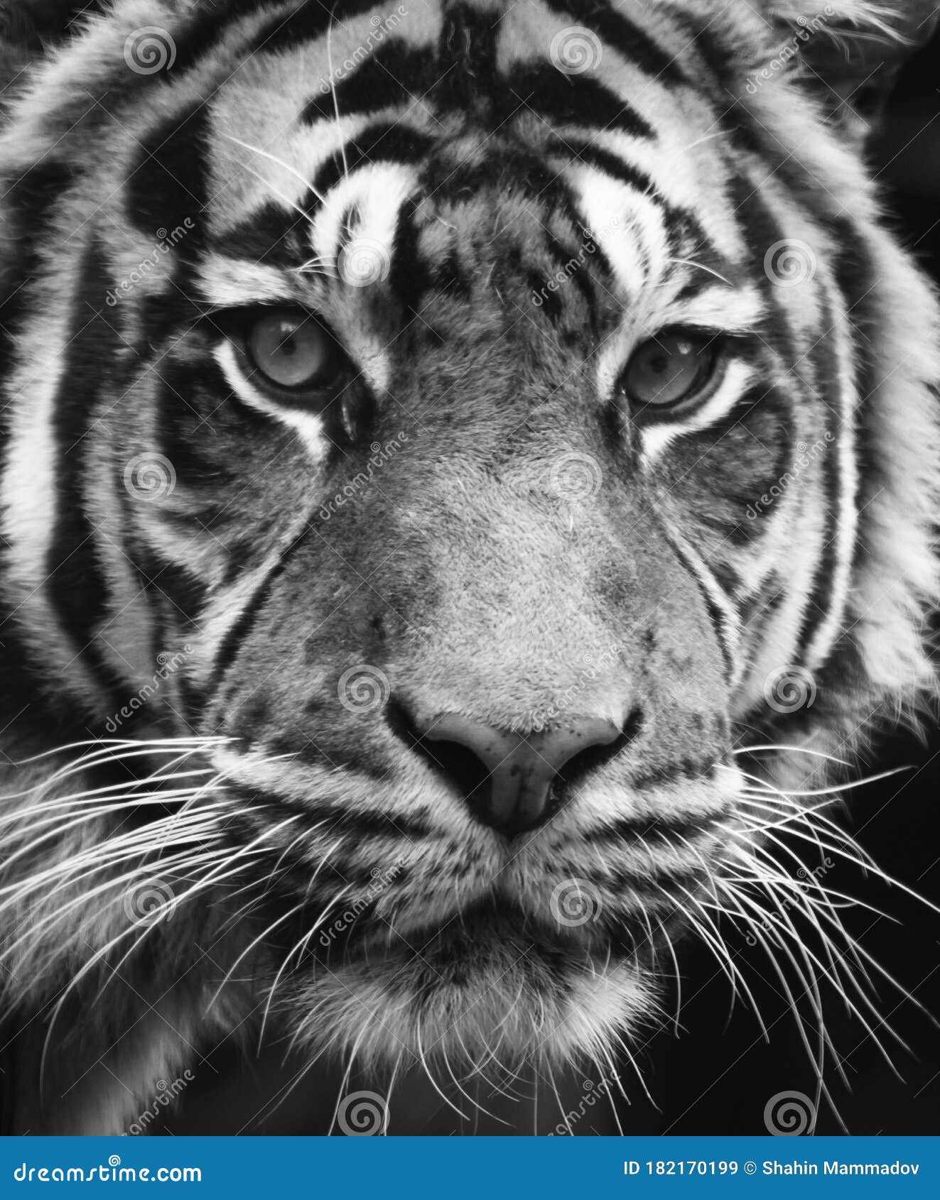 Siberian Tiger Portrait in Black and White with High Contrast Stock ...