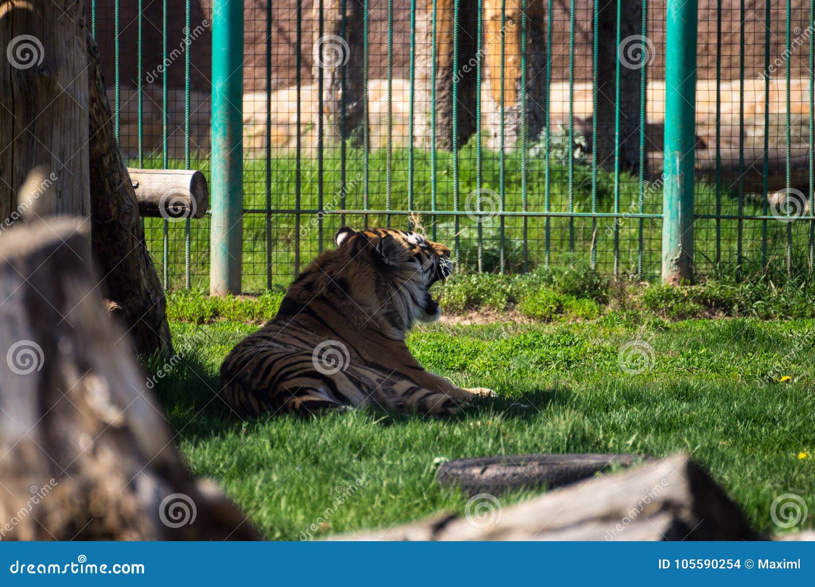 Siberian tiger relax stock photo. Image of natural, wild - 105590254