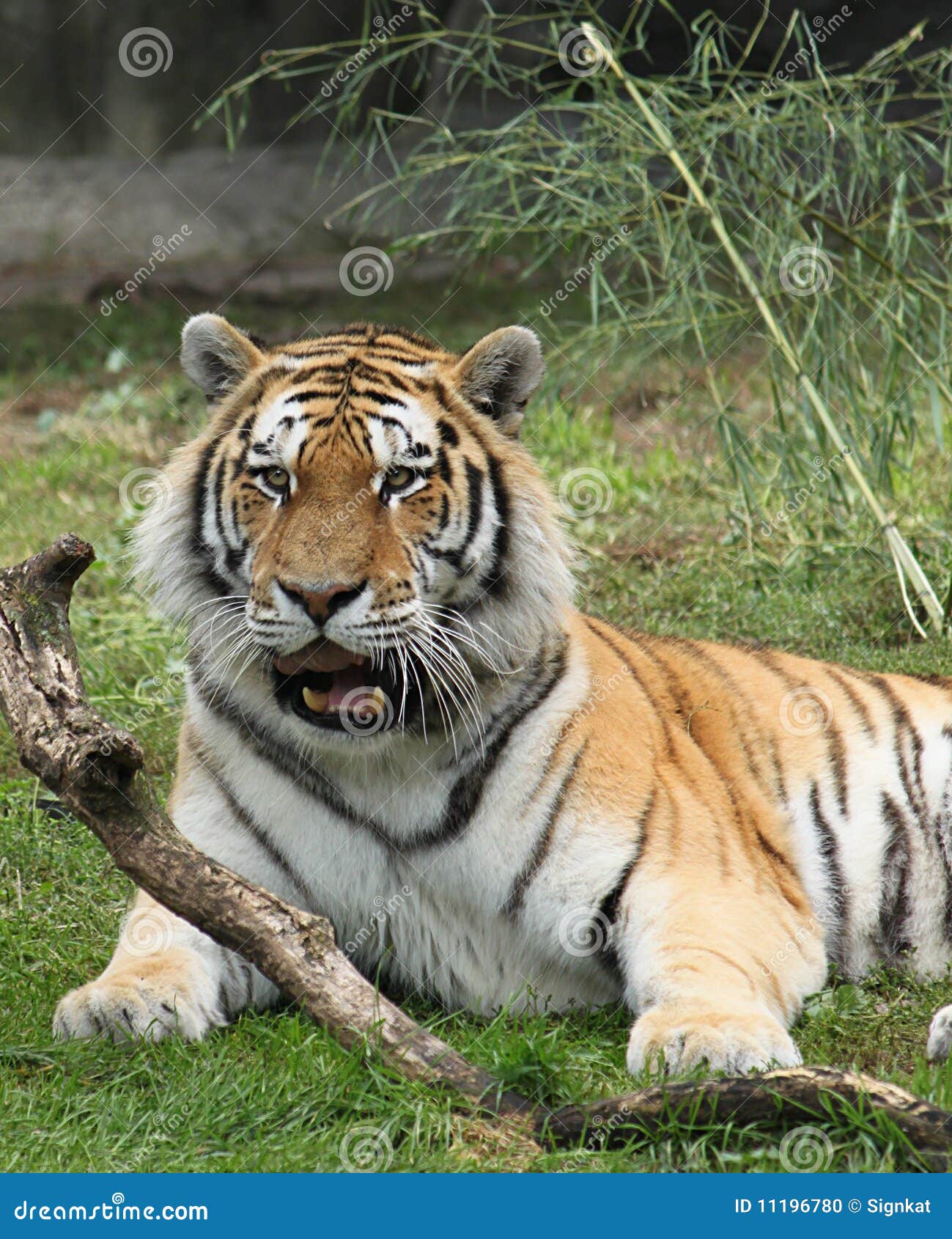 Siberian Tiger Relaxing stock photo. Image of white, eyes - 11196780