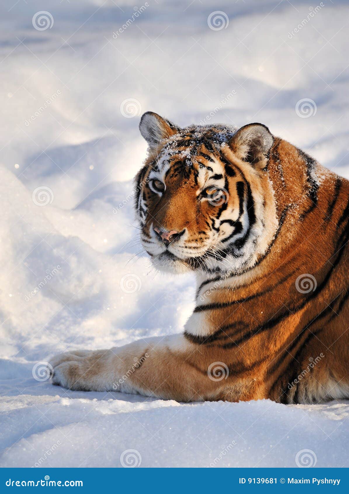 Siberian Tiger Rest on Snow Stock Image - Image of snow, animal: 9139681