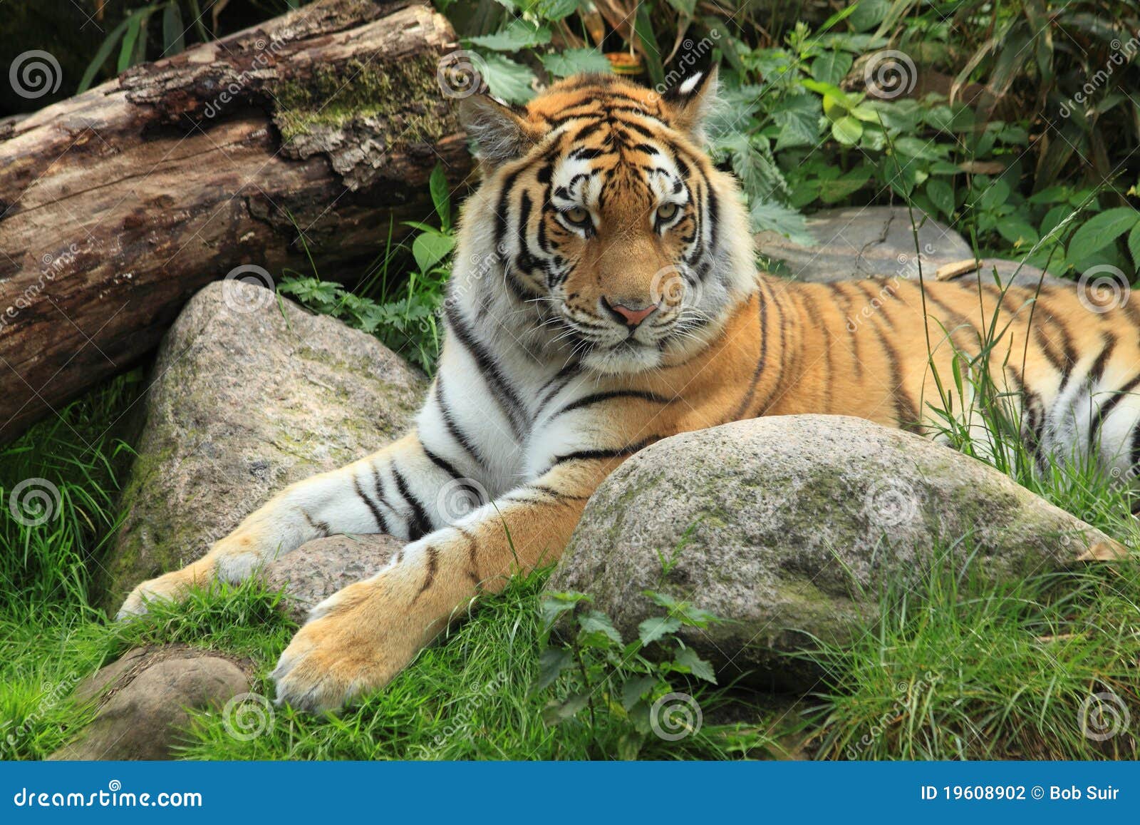 Siberian tiger resting stock photo. Image of endangered - 19608902