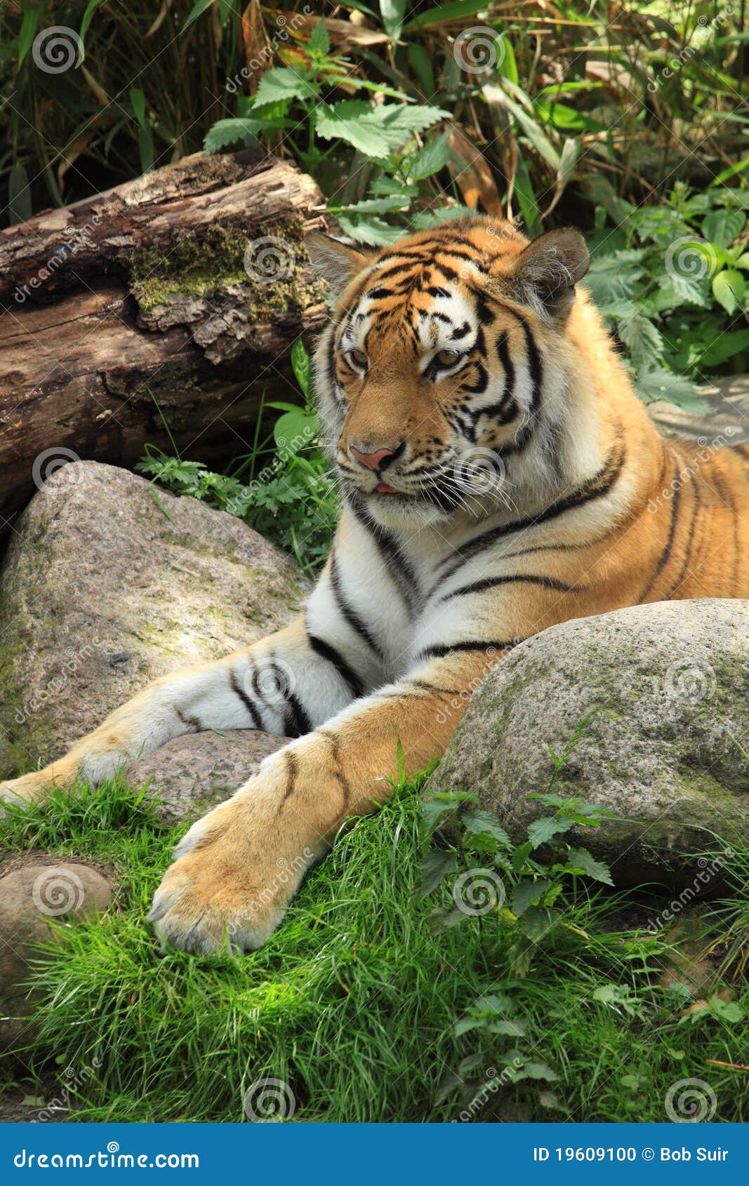 Siberian tiger resting stock photo. Image of tiger, captive - 19609100