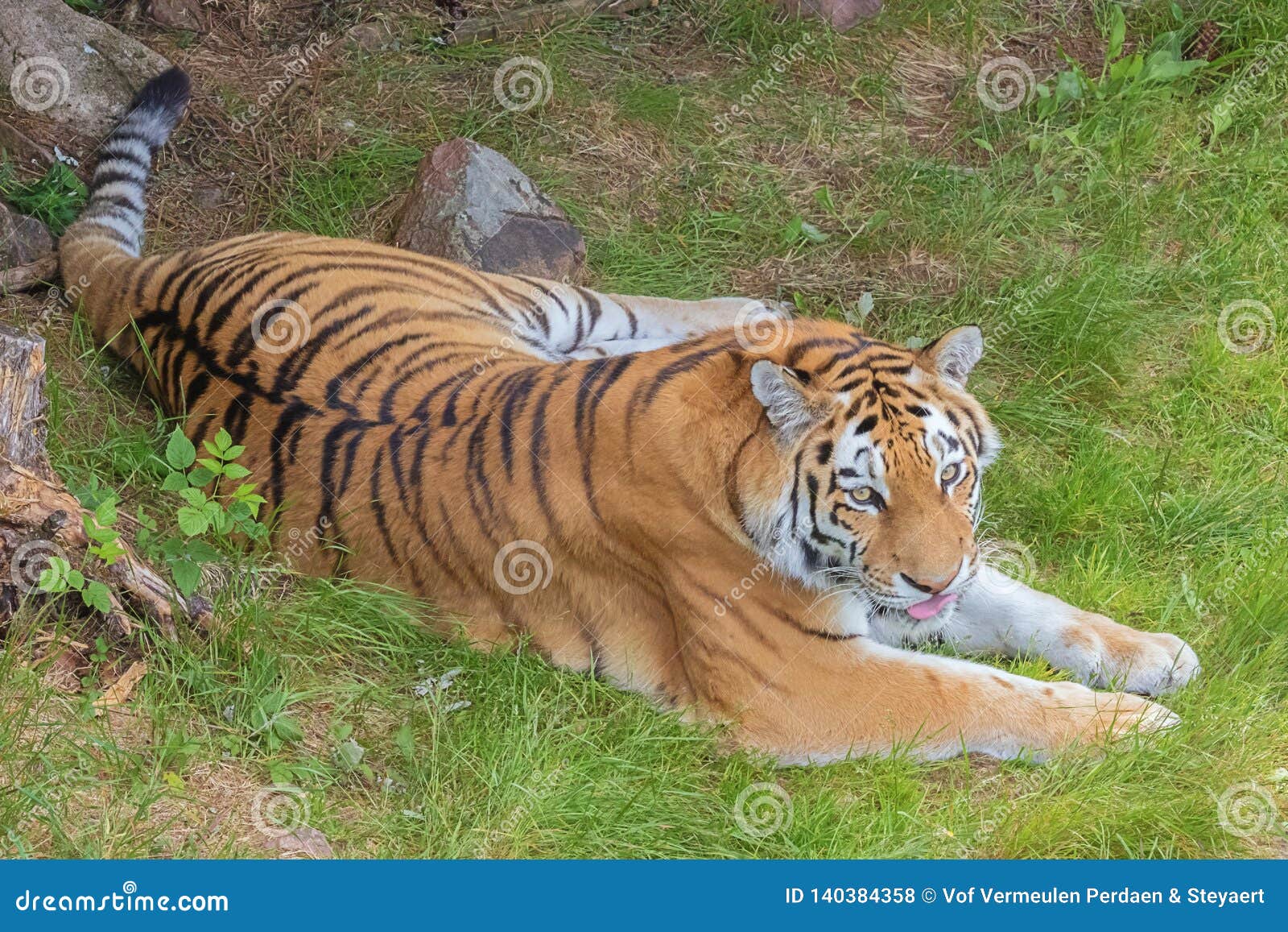 Siberian Tiger Resting in the Grass Stock Photo - Image of china, arms ...