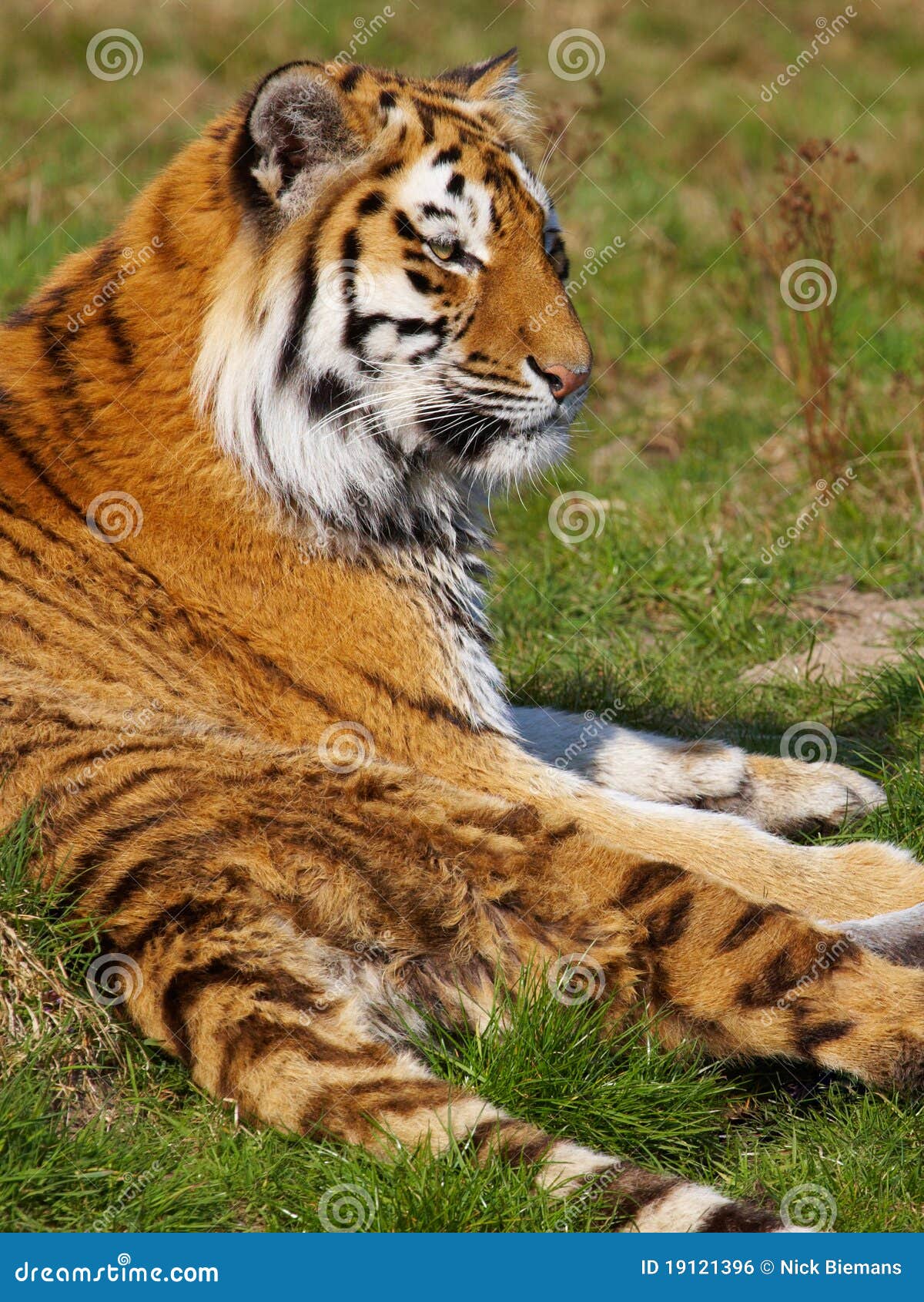 Siberian Tiger Resting in the Sun Stock Photo - Image of endangered ...