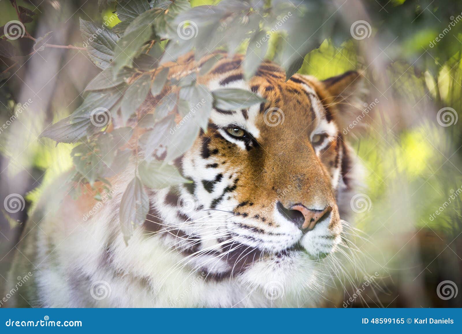 Siberian tiger stock image. Image of tiger, treeas, bushes - 48599165