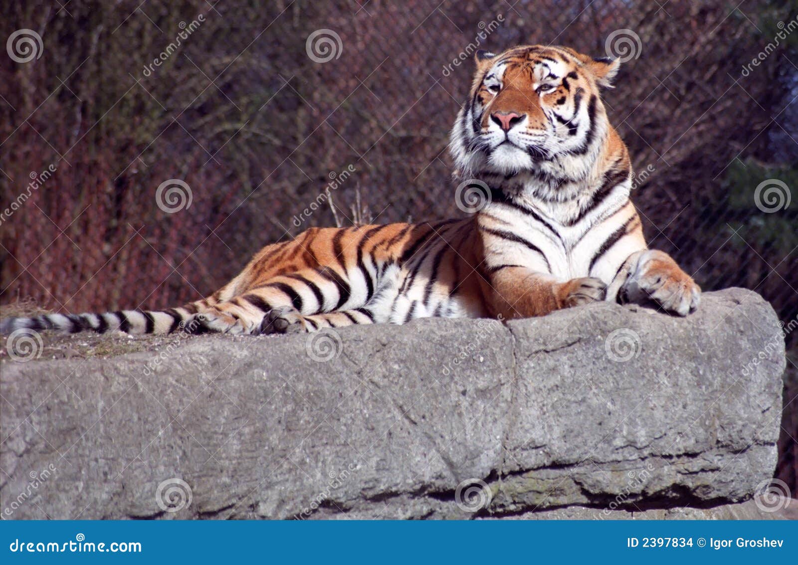 The Siberian Tiger on the Rock Stock Photo - Image of conservation ...