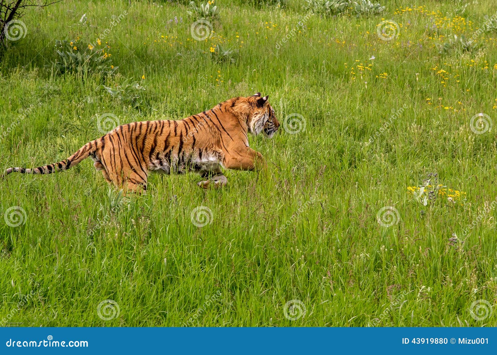 Siberian Tiger Running a stock photo. Image of undomesticated - 43919880