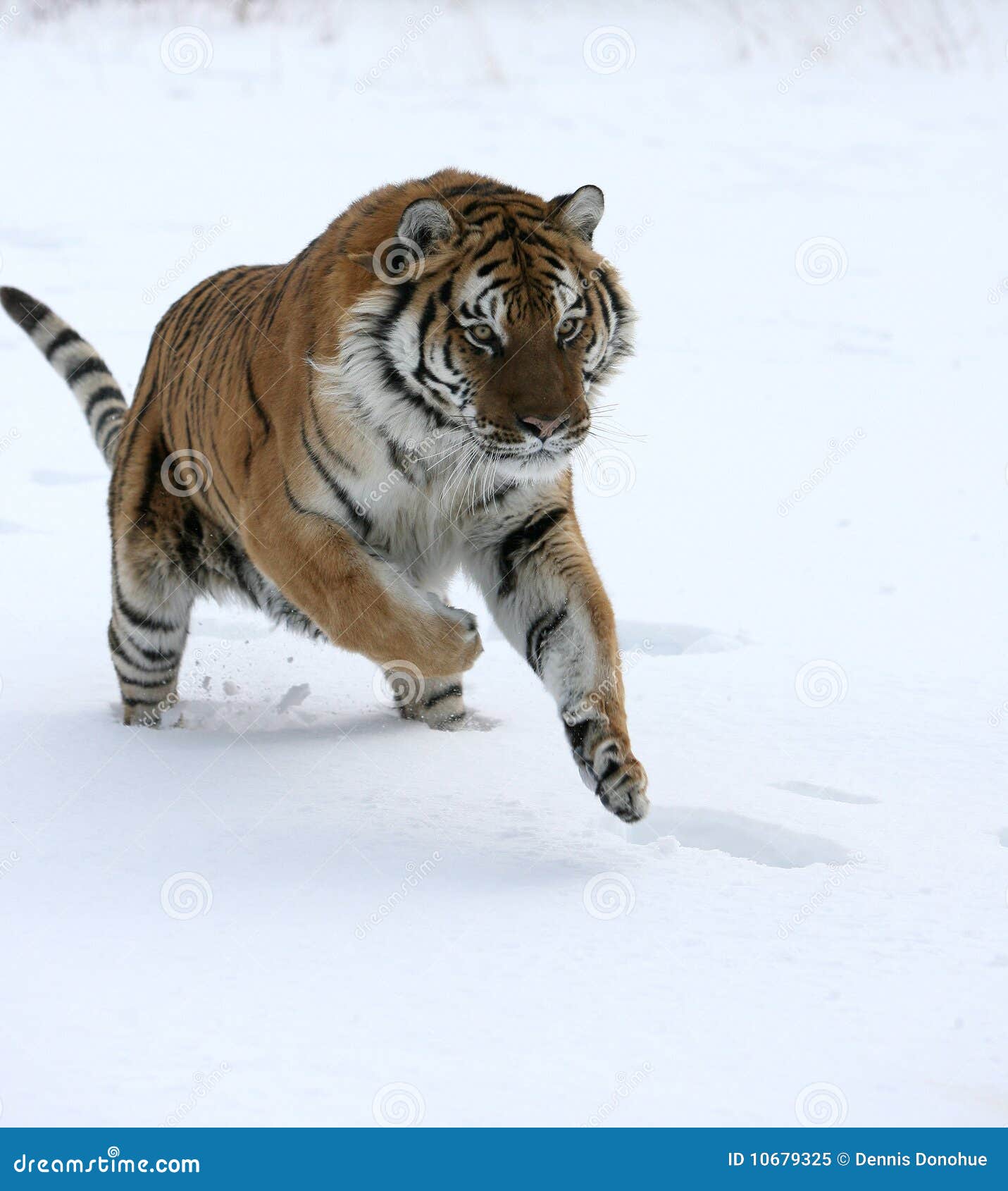Siberian Tiger Running in Snow Stock Image - Image of aggressive, head ...