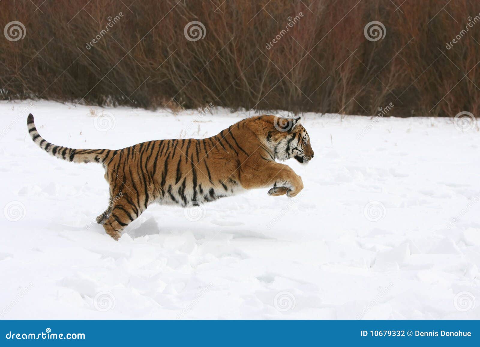 Siberian Tiger Roar